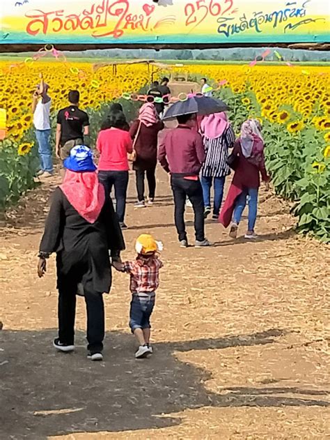 🌻 ทุ่งทานตะวันไร่บุปผาชาติ อ พัฒนานิคม จ ลพบุรี