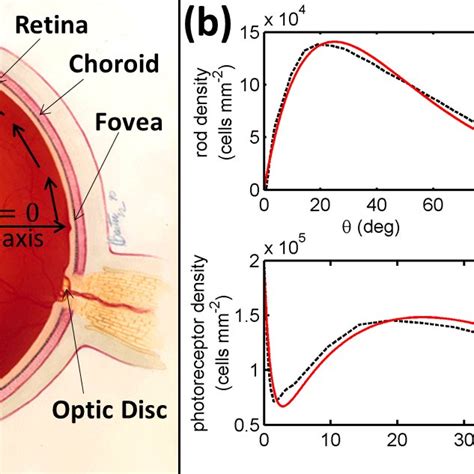 Diagrams Of The Human Eye And Retinal Photoreceptor Distribution Download Scientific Diagram