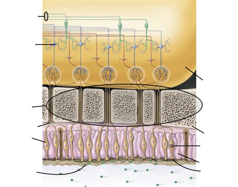Olfactory Epithelium Labeled Quiz