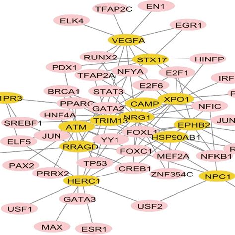 Construction Of Tf Gene Network And Gene Comorbidity Network Network