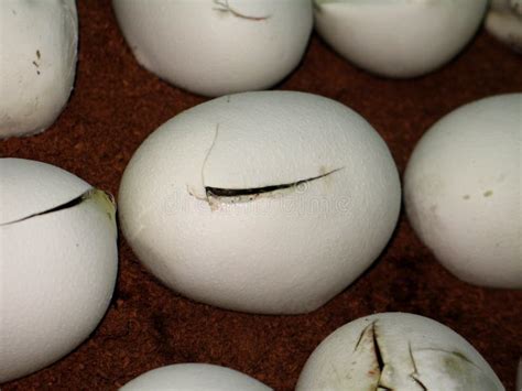Burmese Python Python Bivittatus Stock Image Image Of Hatching Burmese 271633431