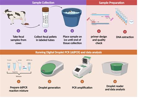 Digital Droplet Pcr Biorender Science Templates