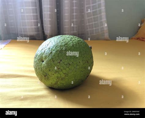 Breadfruit Isolated And Ready For Consumption Fruit Of The Bread Tree Artocarpus Altilis Stock