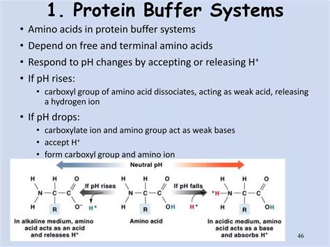 Water Acid Base Balance Buffer Systems PPTX Chemistry Science