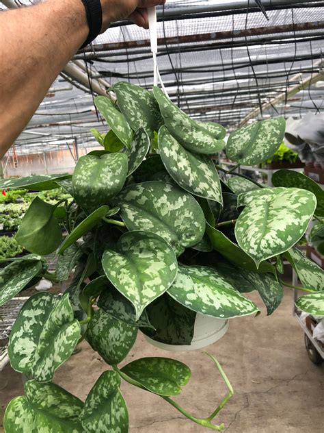 Pothos Silver Splash Indoor Plant Tropical Plant Potted Plant