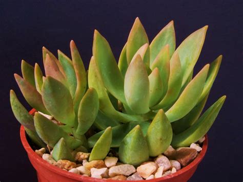 4 Pot Sedum Nussbaumerianum Rare Succulent Air Plant Cactus Garden