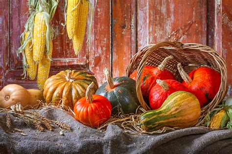 가을은 시골 집에서 다양한 색상과 크기의 호박 과일과 함께 살고 있습니다 텍스트 공간이 있는 추수감사절의 개념 0명에 대한 스톡 사진 및 기타 이미지 Istock