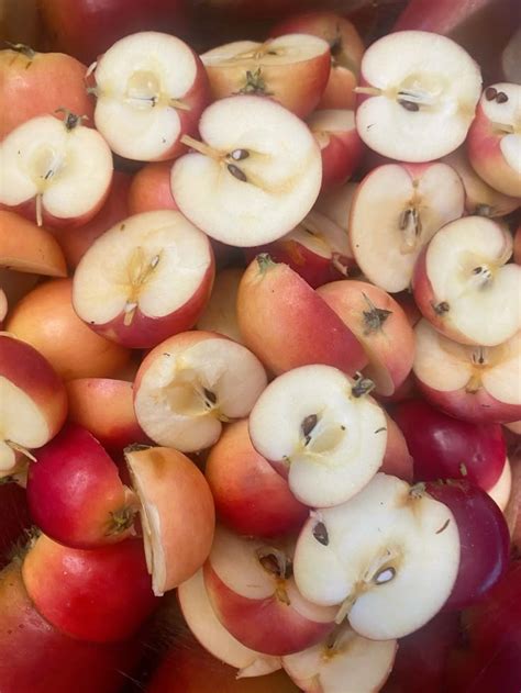 Apples Red White Fionaapple Fruit Reference Whimsical Apple