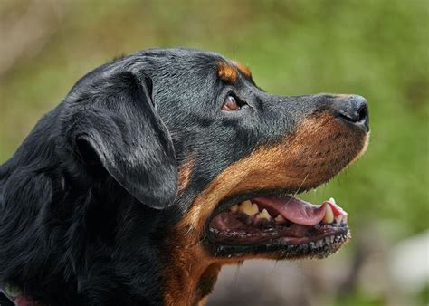 Addisons Disease In Dogs Petlab Co