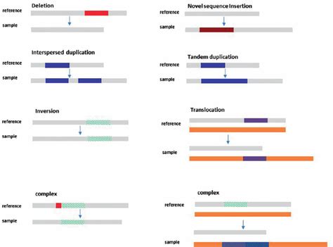 Types Of Structural Variants Unbalanced Svs Represented In The Top Two Download Scientific