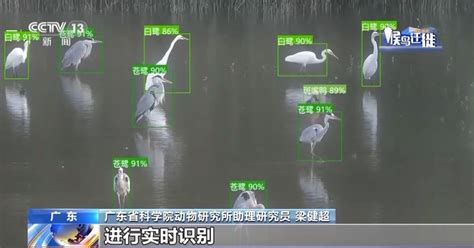 科学投喂 智能监测 来这些地方赴一场和候鸟的约会荔枝网新闻