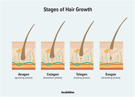 Female Hair Loss And Hair Thinning The Differences