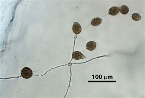 Phytophthora Cactorum To Be Redescribed IDphy