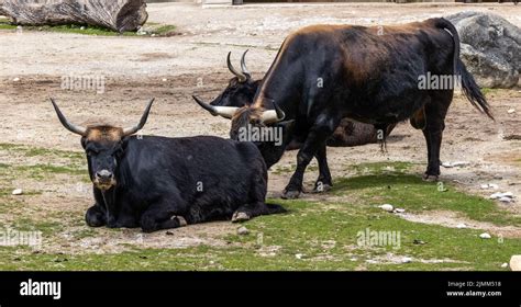 Heck Cattle Bos Primigenius Taurus Claimed To Resemble The Extinct