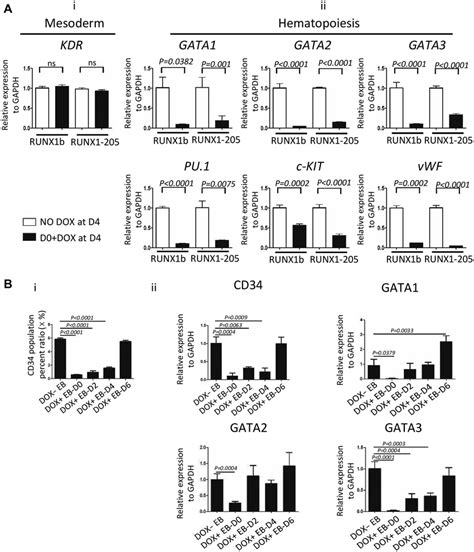 Induction Of RUNX1b And RUNX1 205 Overexpression At Early Stage In Download Scientific Diagram