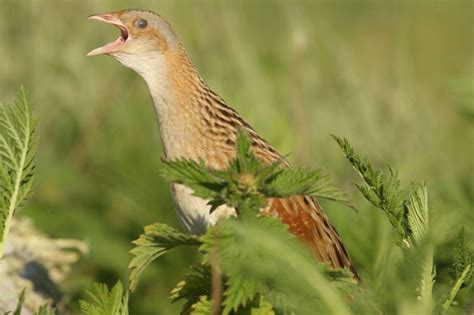 Tc Hosts Fun Corncrake Exhibition