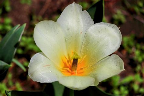 鳞茎类花卉 块茎类花卉 鳞茎花卉 大山谷图库