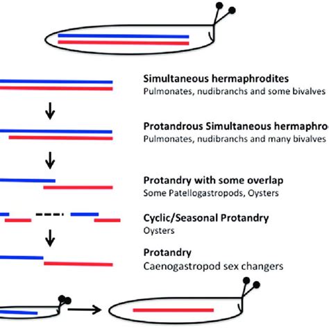 A Schematic Showing The Hypothesized Easiest Series Of Transitions Download Scientific Diagram
