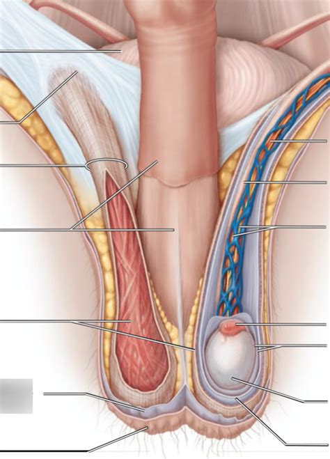 Reproductive System Male Anatomy Ii Diagram Quizlet