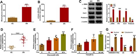 1500026h17rik was upregulated in dn mice and hg induced podocytes in