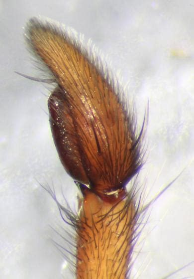 Drassodes Neglectus Bugguidenet