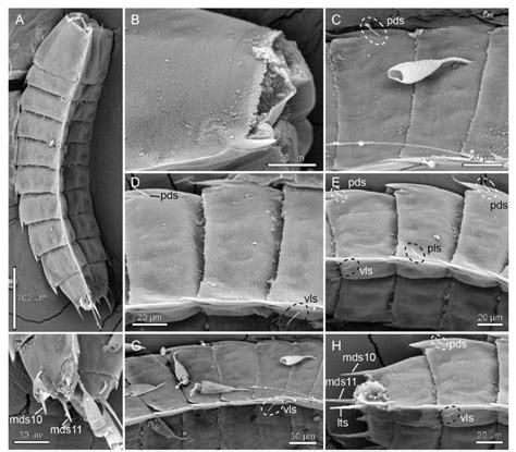 Scanning Electron Micrographs Showing Overviews And Details In Head And Download Scientific