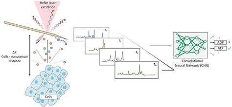 Machine Learning Reinforced Surface Enhanced Raman Spectroscopy