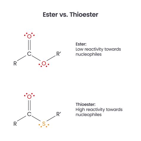 Ester Versus Thioester Biochemistry Functional Groups Vector