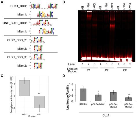 Cux1 Binds A Similar But Not Identical Motif To That Identified For Download Scientific