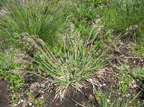 Poa Alpina Alpine Bluegrass Seed Packet Alcla Native Plants Shop