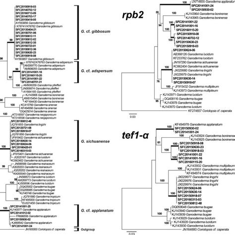 Phylogenetic Tree For Ganoderma And Related Species Based On A Maximum Download Scientific