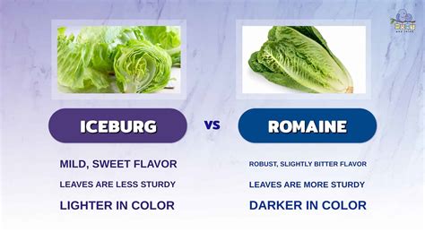 Iceberg Lettuce Vs Romaine Flavors Vitamins And Tasty Substitutes