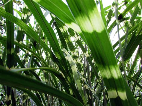 What Kills Tiger Grass Yard Work