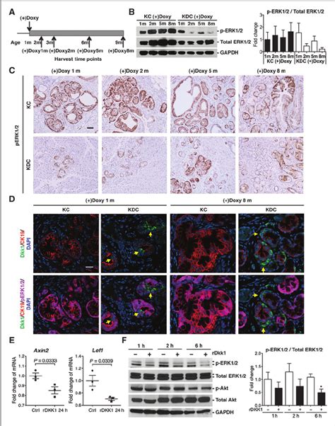 Cross Talk Of Wnt And Mapk Signaling Pathways A Experimental Design