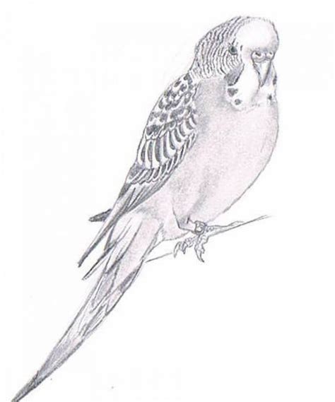 Картинки волнистого попугая для срисовки