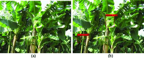 Comparison Of Detection Results Taken At Elevation Angle A YOLOv Download Scientific