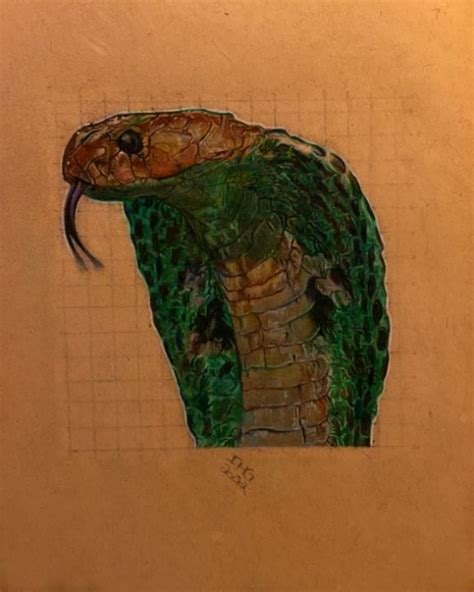 Cobra Colour Drawing