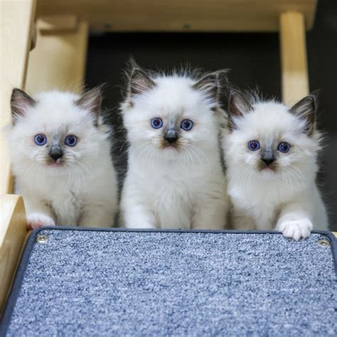 랙돌 캐터리 뜻 렉돌 성격과 특징 고양이 분양 정보