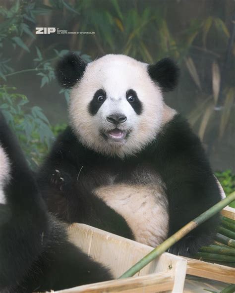 [잡담] 어케 판다가 대머리박사님 인스티즈 Instiz 일상 카테고리