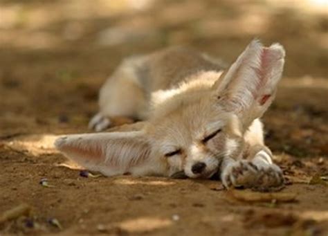 Fennec Fox Environmental Adaptations