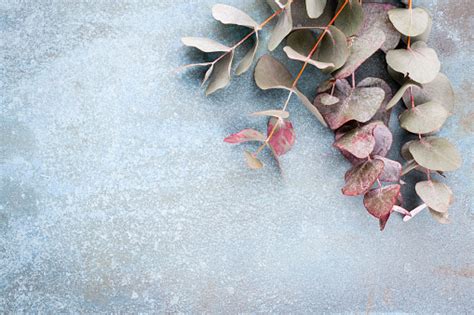 유칼립투스 구성 흰색 배경에 다양한 다채로운 꽃으로 만든 패턴 플랫 평지 스티일 라이프 0명에 대한 스톡 사진 및 기타 이미지 Istock