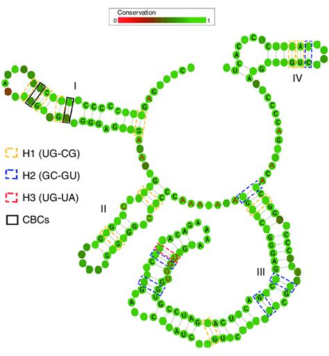 Consensus Its2 Secondary Structure Derived From Corydalis Species The