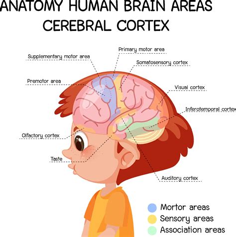 diagram of brain motor cortex image result for gustatory cor