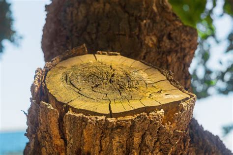 A Dry Large Cut Oak Tree Trunk Closeup Began To Collapse And Rot Under