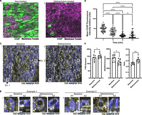 Autofluorescence Imaging Permits Label Free Cell Type Assignment And Reveals The Dynamic