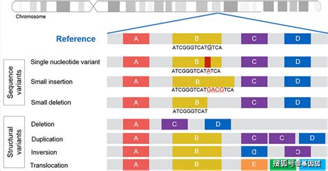 不同类型的基因组变异示意图（图片来源：labspaces）