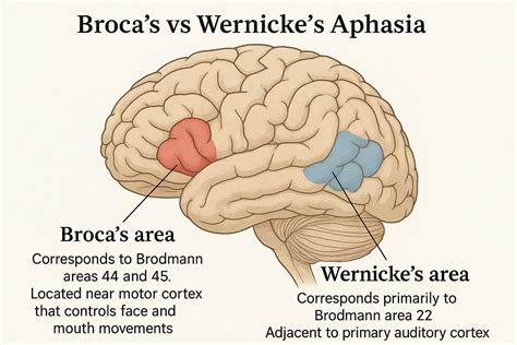 Wernicke Aphasie