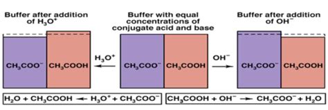Buffer And Ph Flashcards Quizlet
