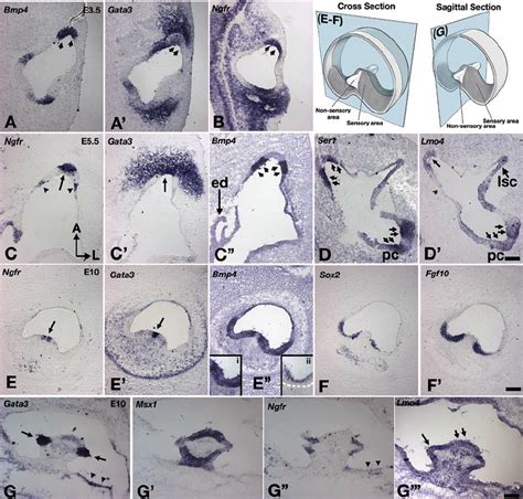 Expression Patterns Of Crista Associated Genes During Differentiation