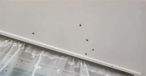 시간 맞춰서 방문해주셨고 방역해야하는 내용에 대해 상세히 설명해주셨어요 벌레 극혐하는 사람이라서 자세히 보지는 못했지만 벌레 사체가 보이는 등 박멸되가고 있는거 같어요